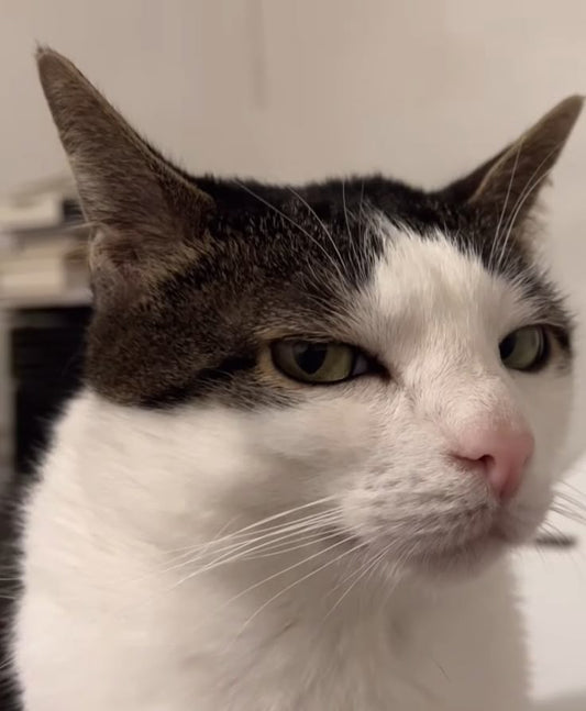 Side Eye Cat Image Guide (30+ Memes) – PetDecorArt