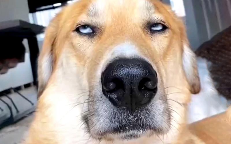 Staring Dog Meme: Why These Judgy Pups Rule the Internet (and How to T ...