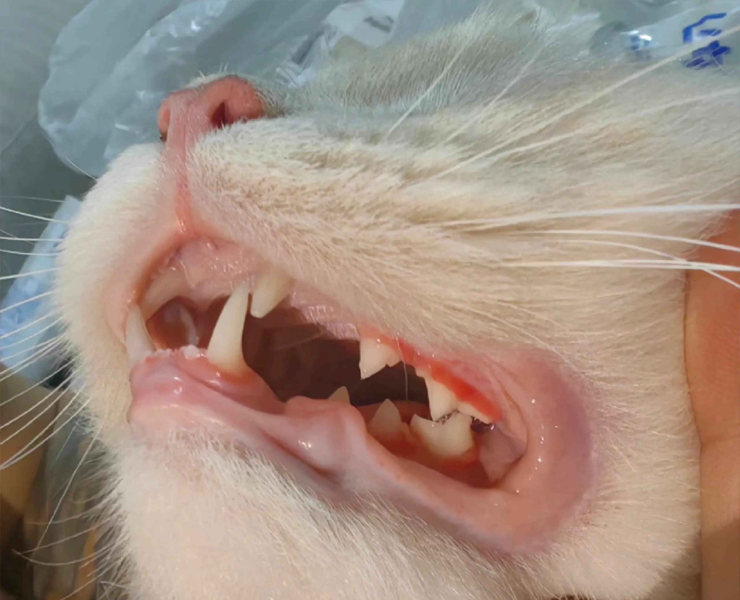 How to Diagnose & Treat Cat Oral Diseases — Gingivitis, Periodontitis ...