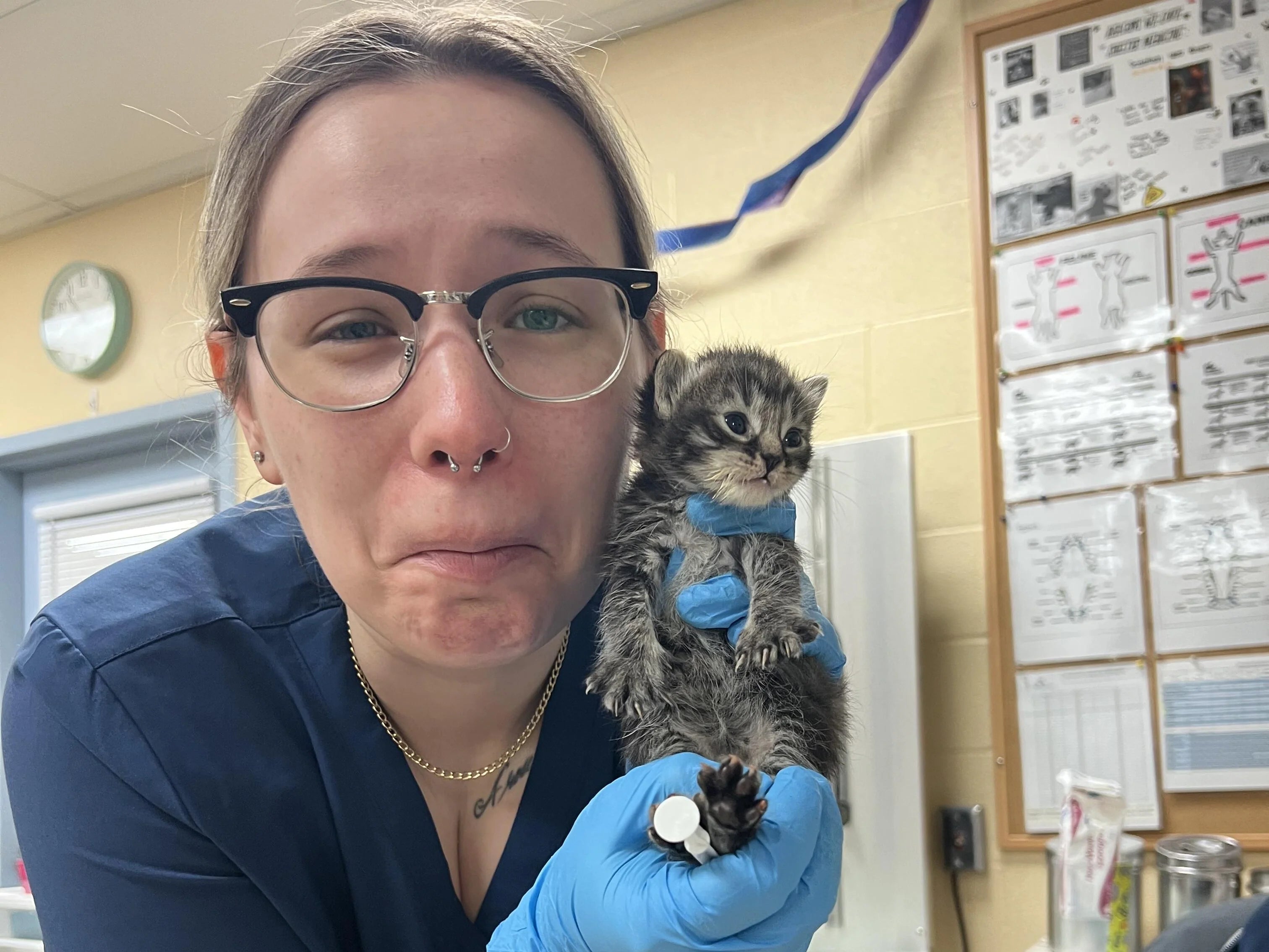 Cat Gastroenteritis Treatment Guide – Symptoms, Care & Home Recovery T ...